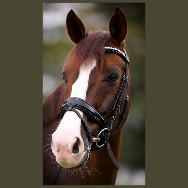 Black Leather Snaffle Bridles - Halter Ego®