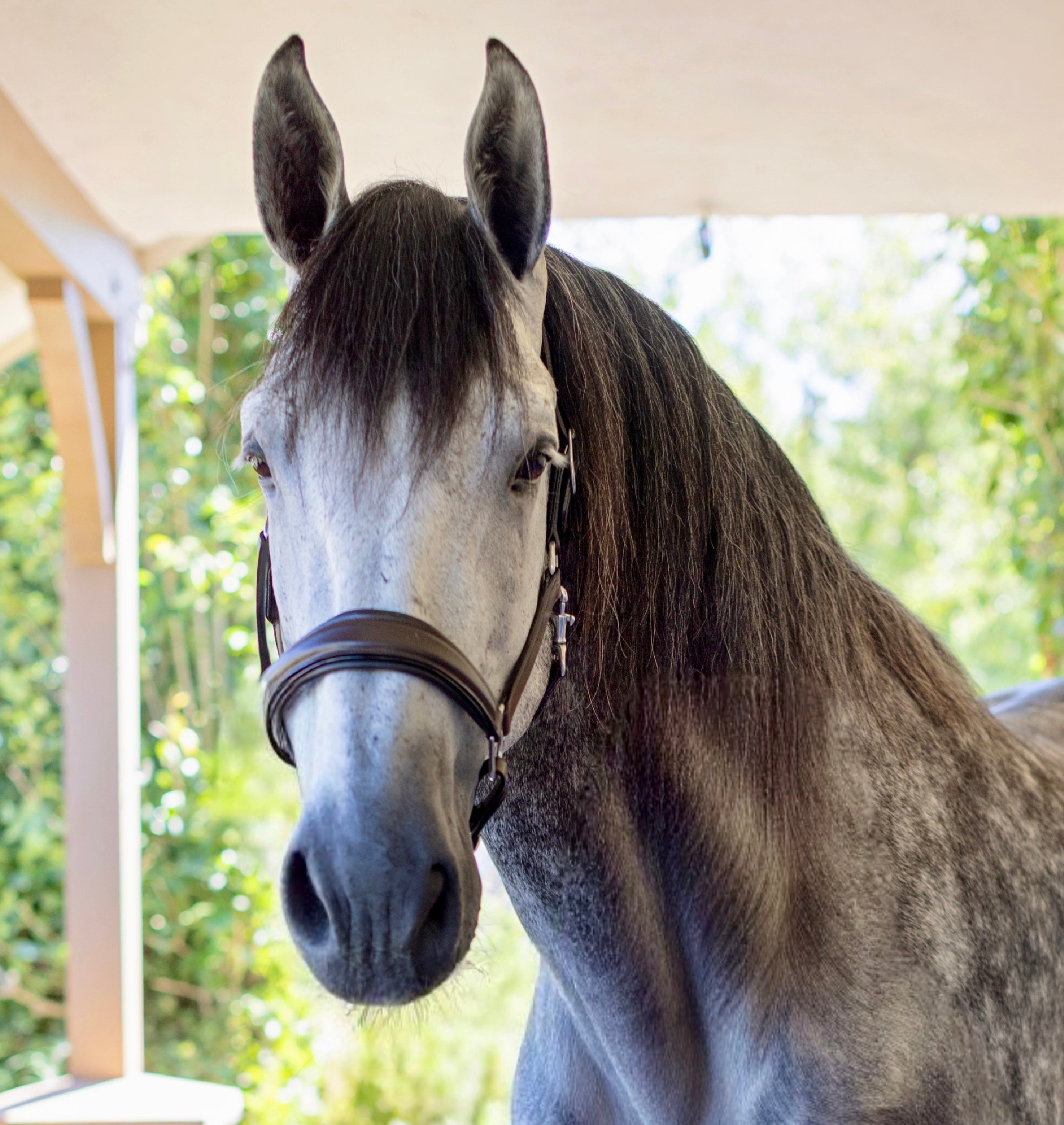 English Riding Apparel | Equestrian Gear And Equipment | Halter Ego